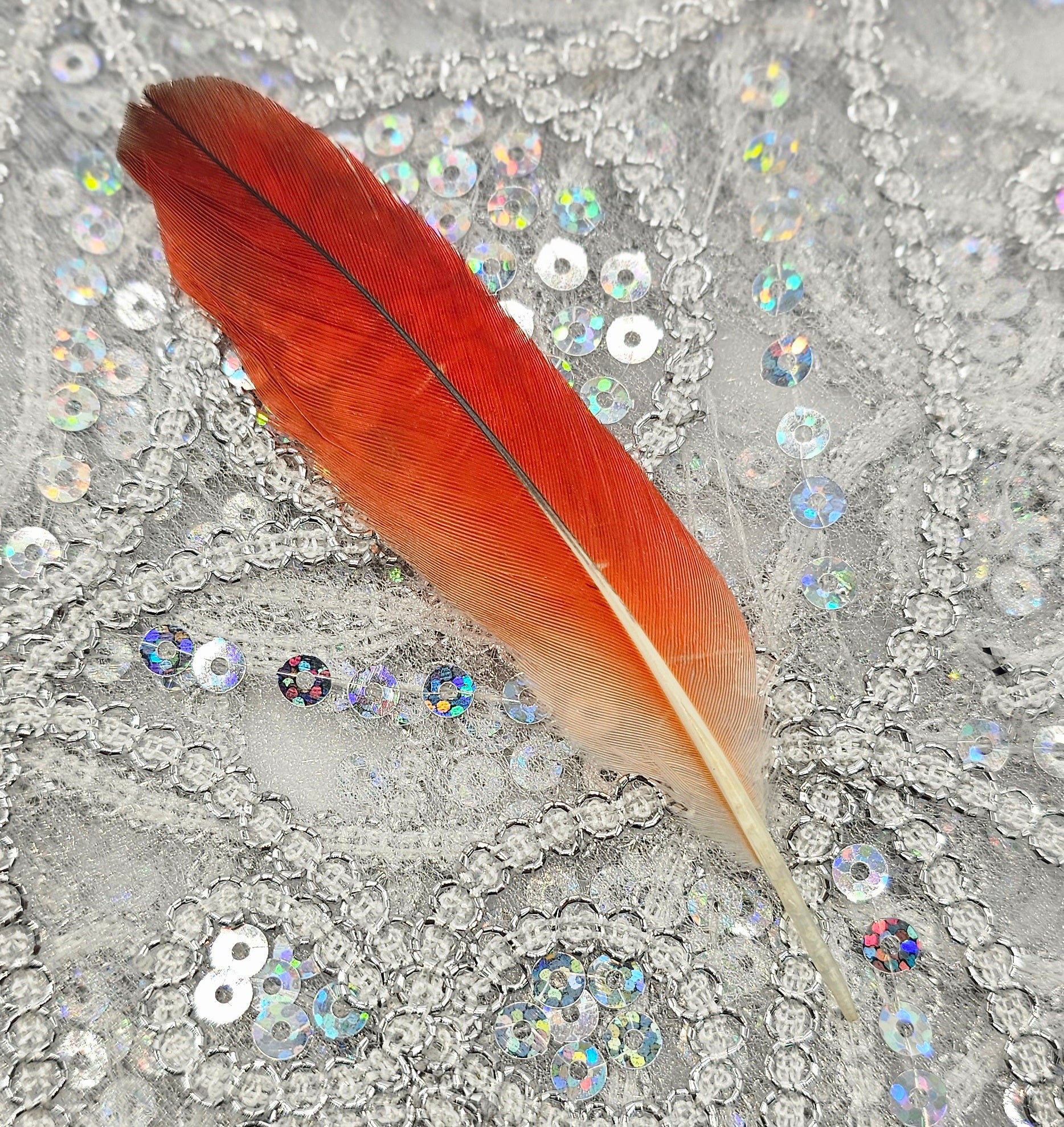 PLUMA DE LORO – botanica-orisha-ade