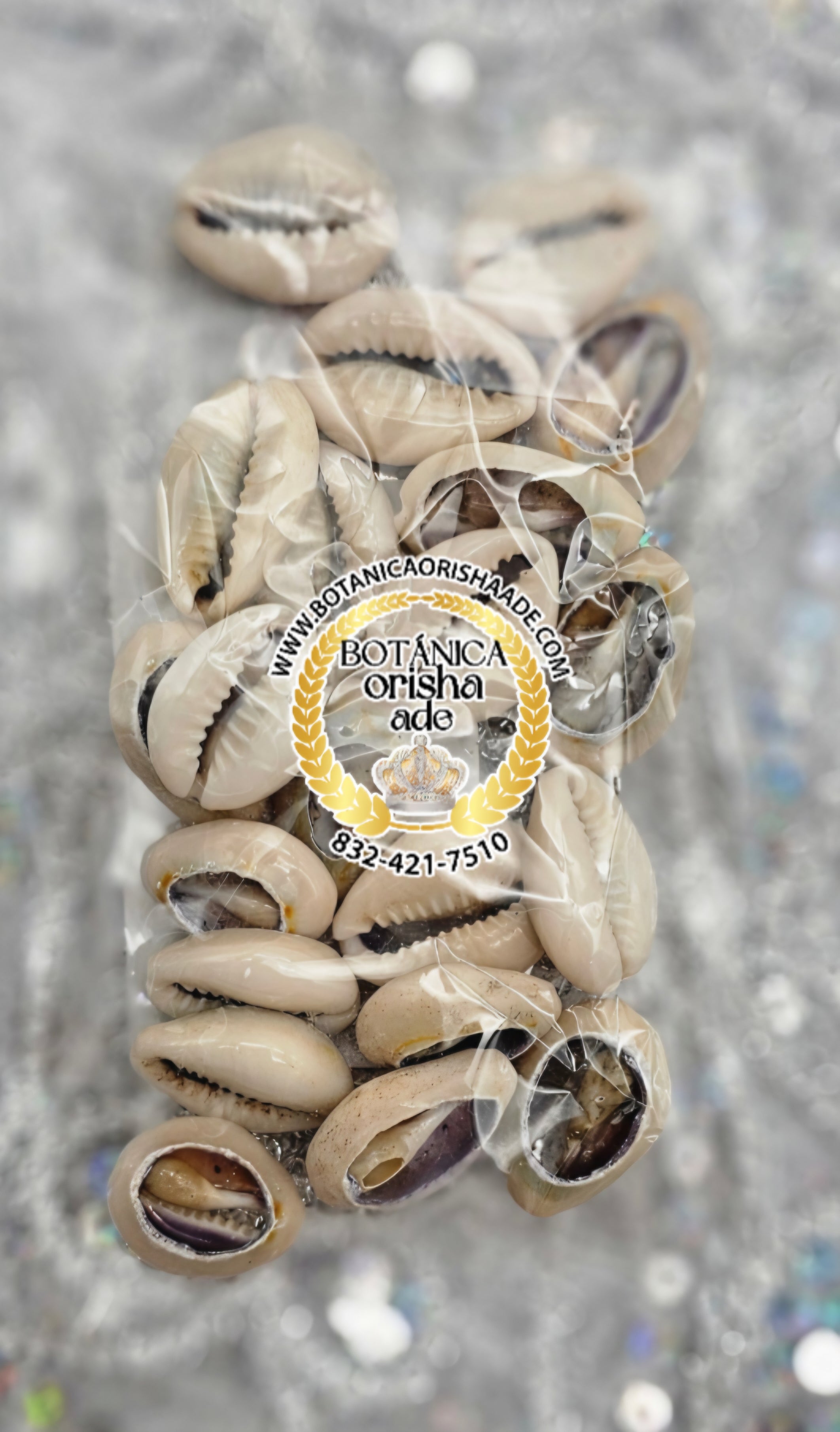 MANO DE CARACOL ABIERTOS COWRIE (21) – botanica-orisha-ade